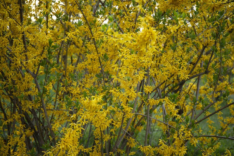 Yellow Flowers of Bush Forsythia in Spring Bloom Stock Photo - Image of ...