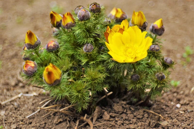 Yellow Flowers Bush Grows in the Spring Garden. Stock Photo - Image of ...