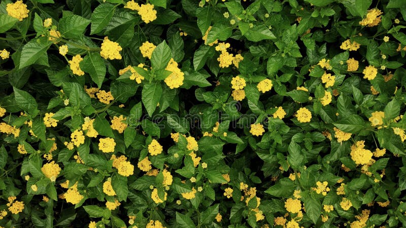 Yellow flowers in a bush stock image. Image of peaceful - 191331789