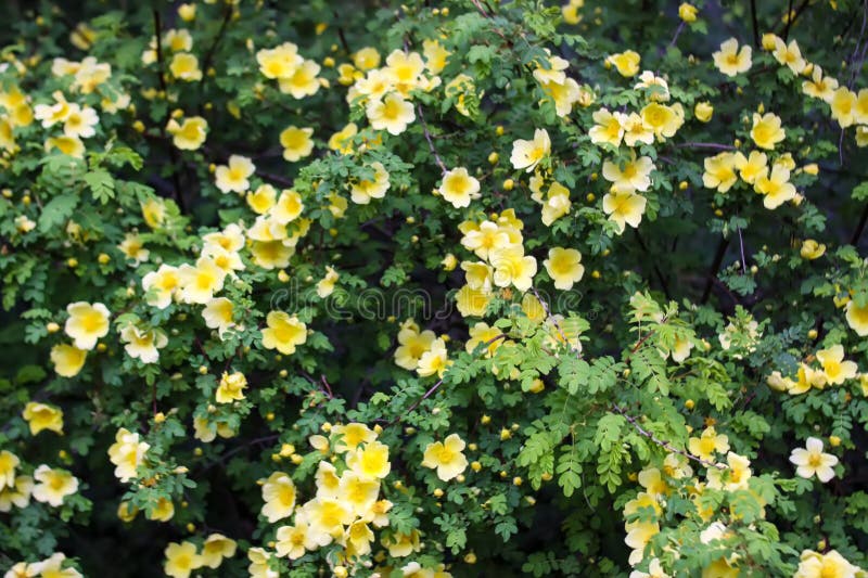 Yellow Flowers on Bush in Spring Park Stock Photo - Image of bloom ...