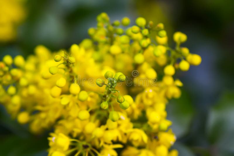 Yellow Flowers on Bush in a Spring Park. Alyssum Saxatile Plants Stock ...