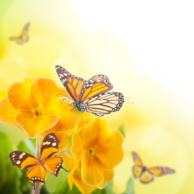 Yellow Butterfly Flying stock photo. Image of rebirth - 25149314