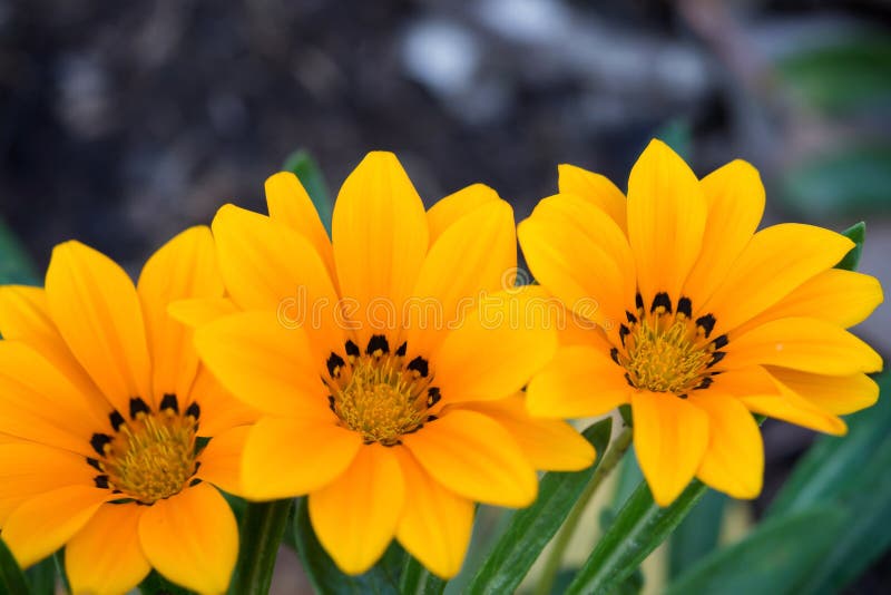 Yellow flowers closeup stock photo. Image of pink, color - 49924596