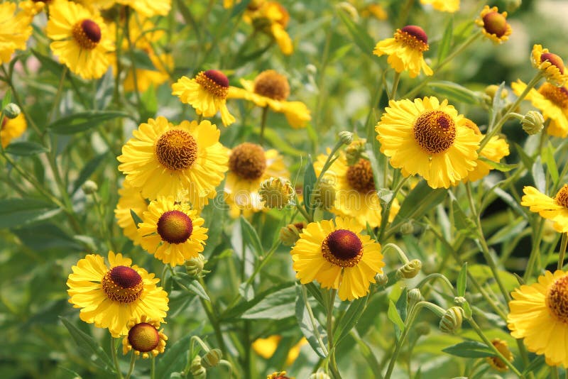 Yellow Flowers of Common Sneezeweed or Helenium Autumnale Stock Image ...