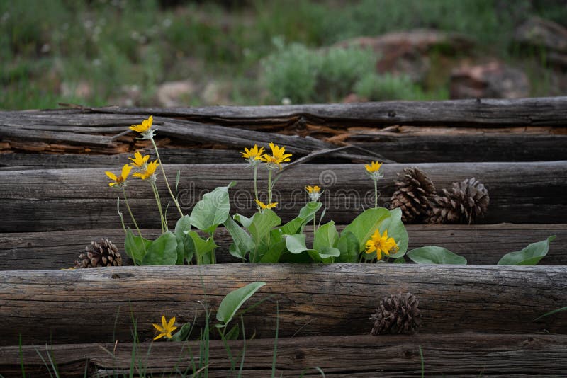 Yellow Flowers and Cones between Tree Trunks in a Park Stock Photo ...