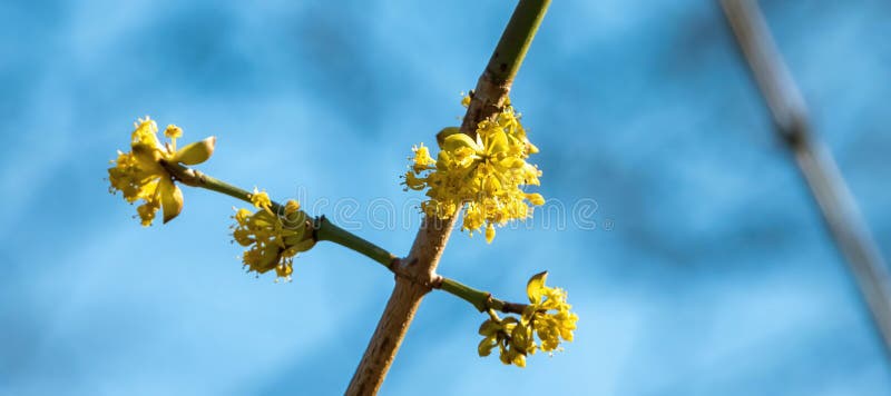 Yellow Flowers of a Cornelia Cherry Small Tree. Stock Photo - Image of ...