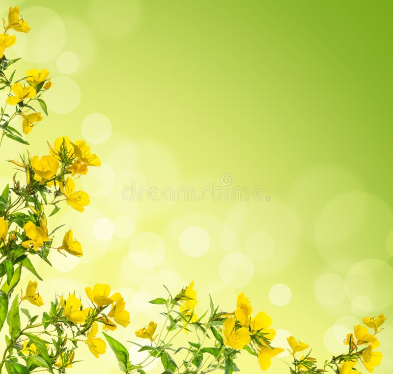 Yellow Flowers Floral Corner Frame, Isolated Stock Image - Image of ...