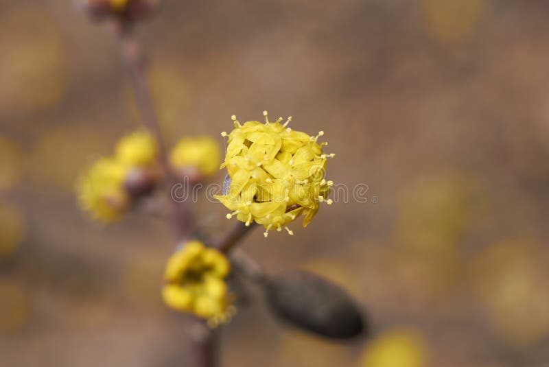 Yellow Flowers of Cornus Mas Shrub Stock Image - Image of bloom ...