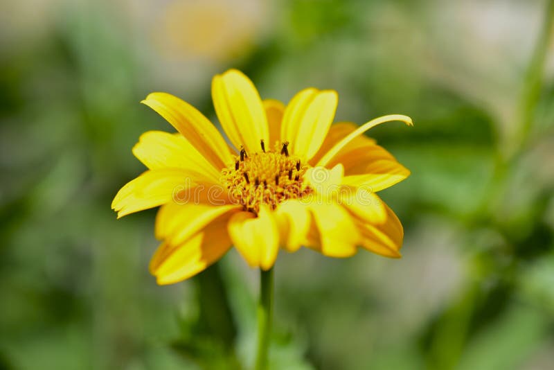 Yellow Flowers of Cosmea Xanthos in the Sun Stock Image - Image of ...