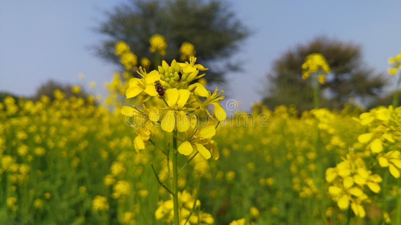 Yellow Crops stock photo. Image of raccolto, frumento - 8198816
