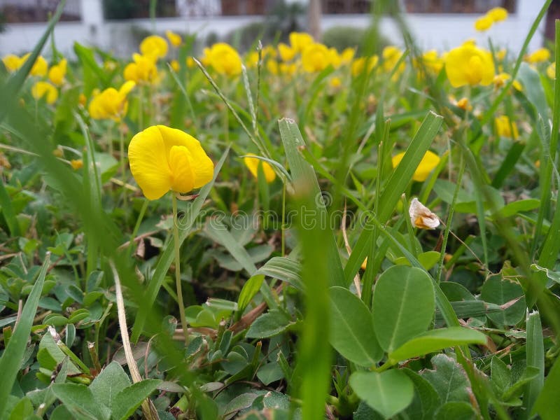 Yellow Flowers Dancing with Grass Stock Photo - Image of grass, nature ...