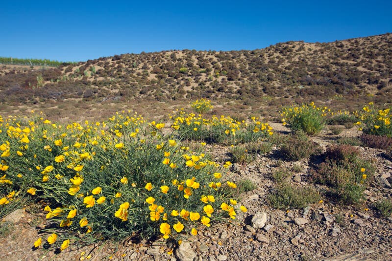 Yellow Flowers in the Desert Stock Image - Image of mountain, white ...