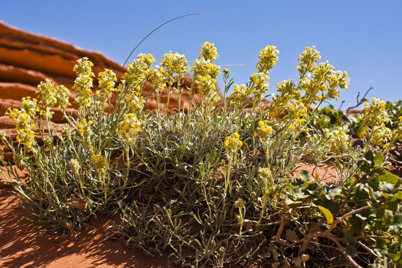 Yellow Flowers of Desert Vegetation Stock Photo - Image of outdoor ...