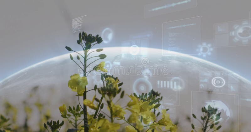 Yellow Flowers with Digital Data Processing Animation Over Earth in ...