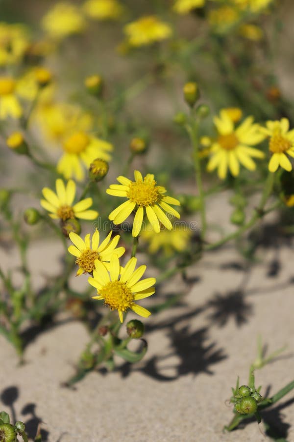 Yellow Flowers in Dune Area. Flowers Growing on Sand. Stock Photo ...