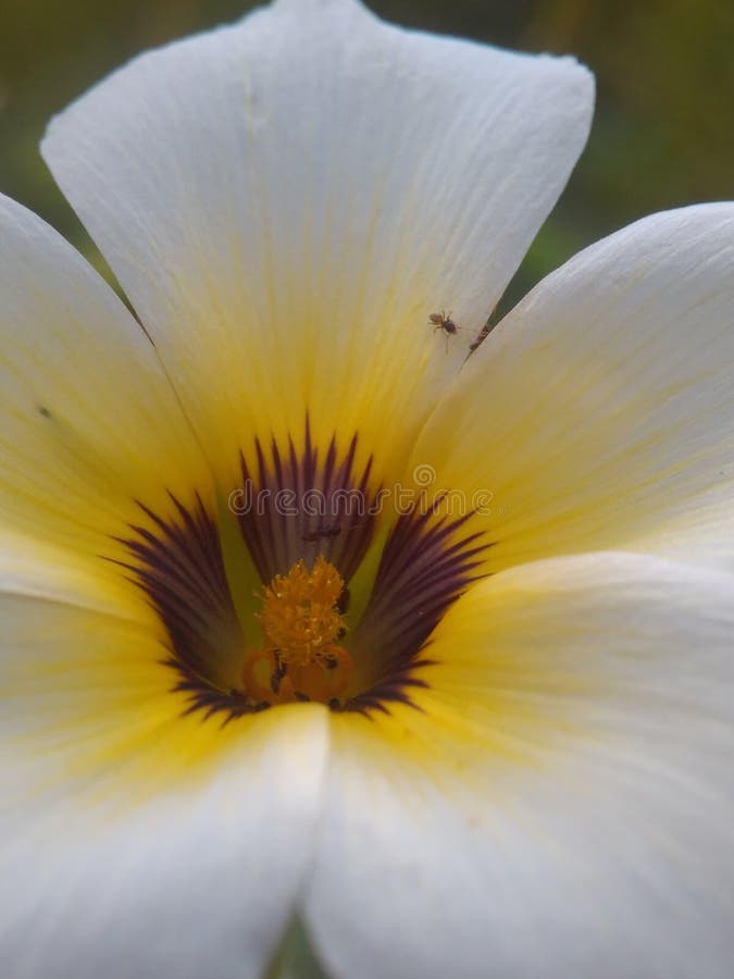 Yellow flowers stock image. Image of expressing, hope - 117947769