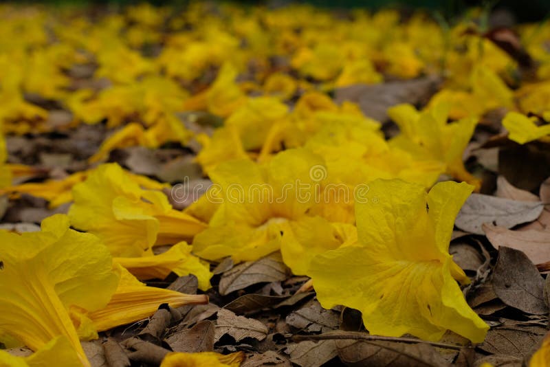 Yellow Flowers Fall on an Area with Dry Leaves Background Stock Image ...