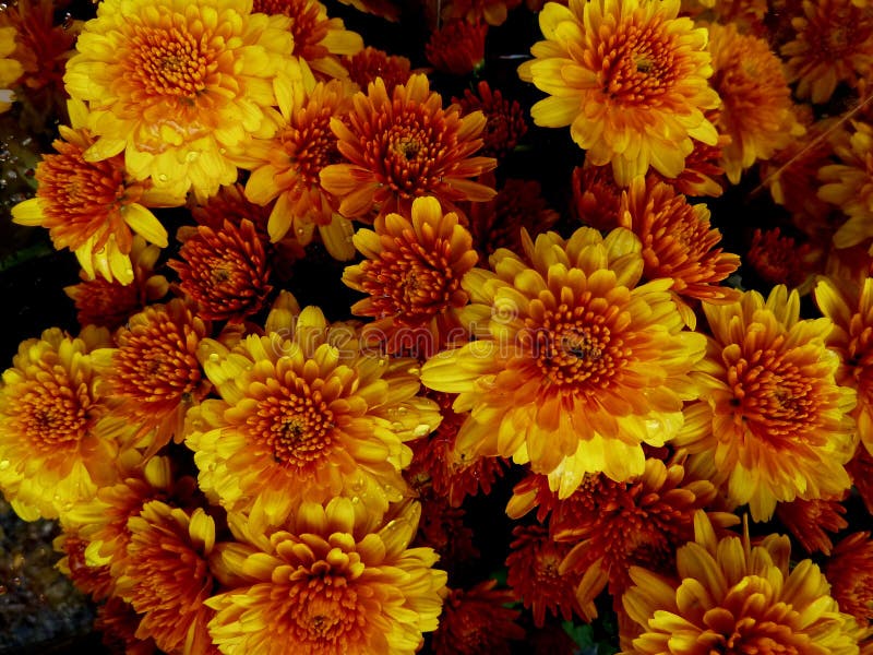 Yellow flowers in the fall stock photo. Image of background - 77206846