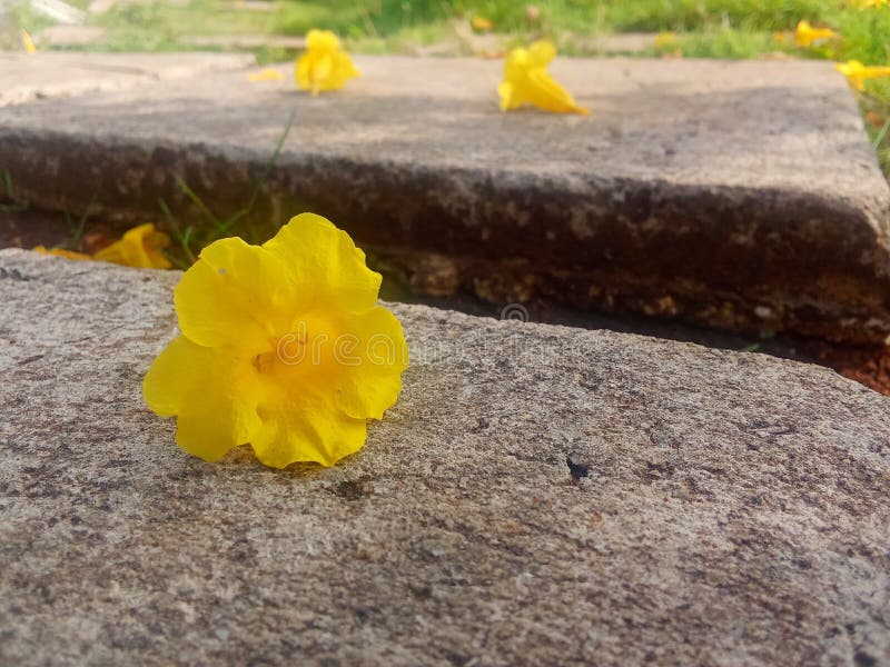 Yellow Flowers Fall on the Floor Very Beautiful Stock Image - Image of ...
