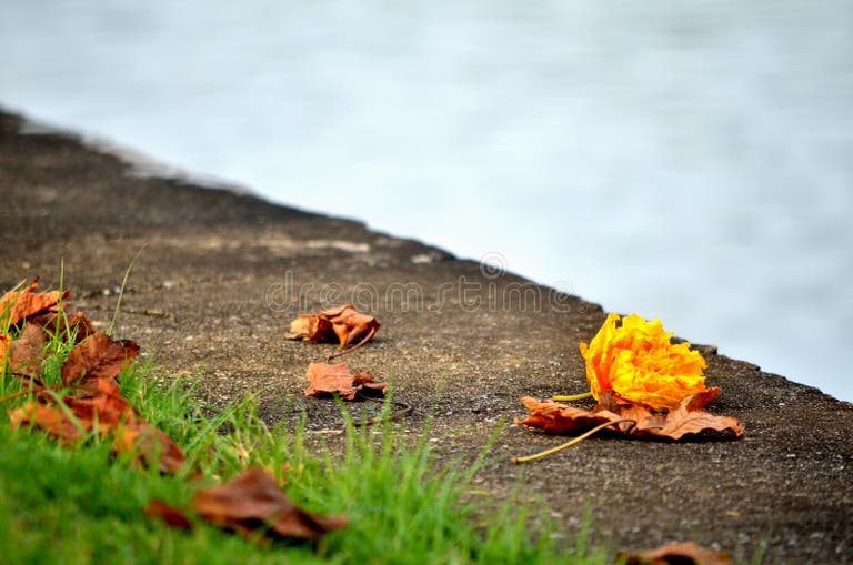 Yellow flowers. stock photo. Image of flower, bloom - 111590948