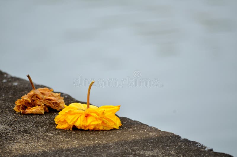 Yellow flowers. stock photo. Image of ground, water - 111590940