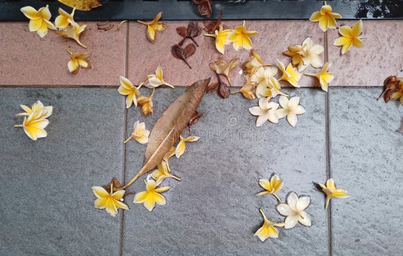 Yellow flowers fall stock image. Image of petal, outdoor - 280028091