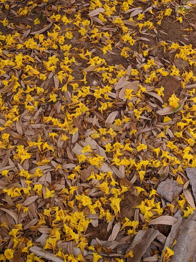 Yellow Flowers Falling on the Ground Stock Image - Image of ground ...