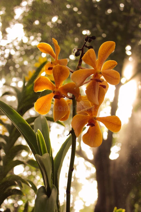 Yellow flowers stock image. Image of farm, flowers, nature - 44917473