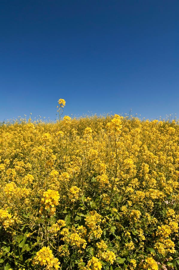 5,906 Middle East Flowers Stock Photos - Free & Royalty-Free Stock ...