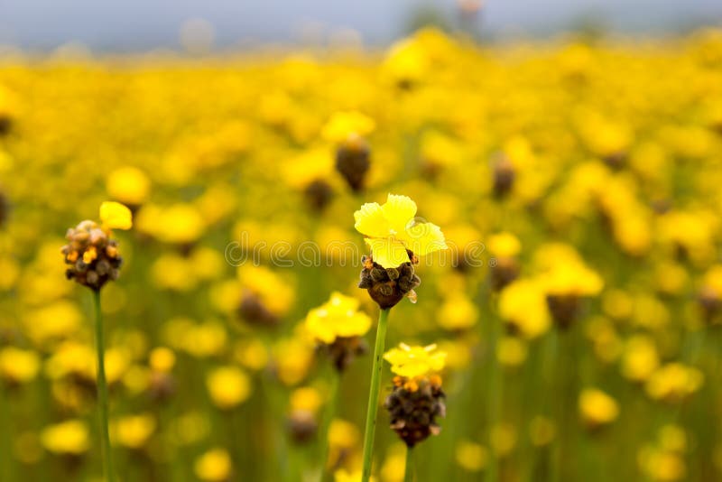 Yellow Flowers Field stock photo. Image of flower, environment - 131810178