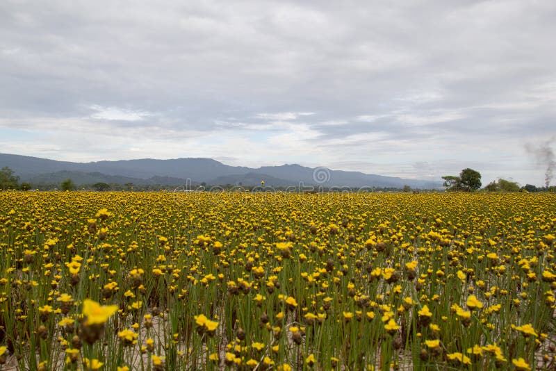 Yellow Flowers Field stock photo. Image of country, hill - 131810282