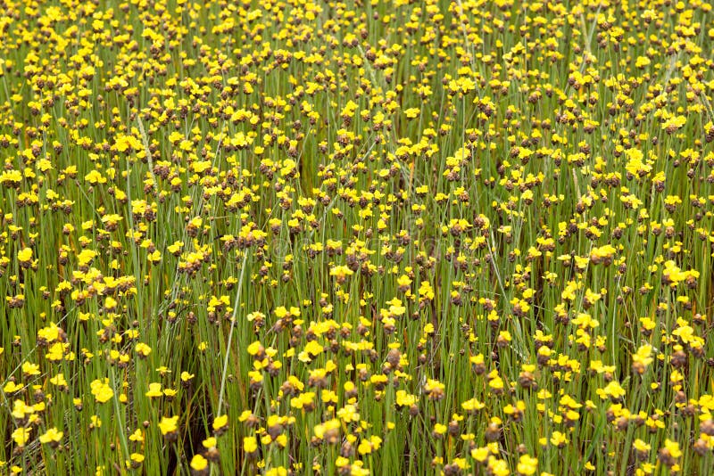 Yellow Flowers Field stock photo. Image of landscape - 131810330