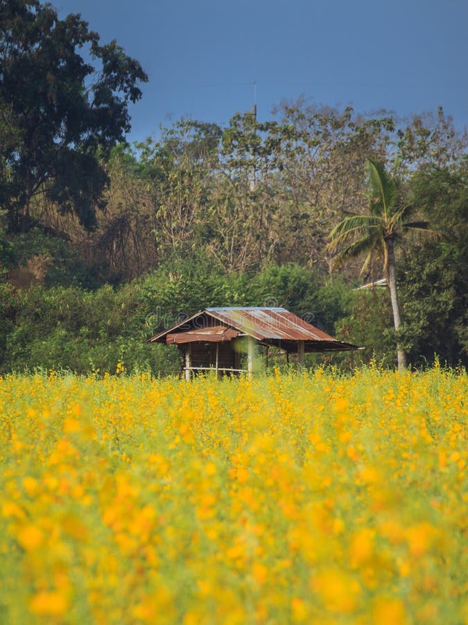 Yellow Flowers in the Field and a Cottage. Stock Photo - Image of ...