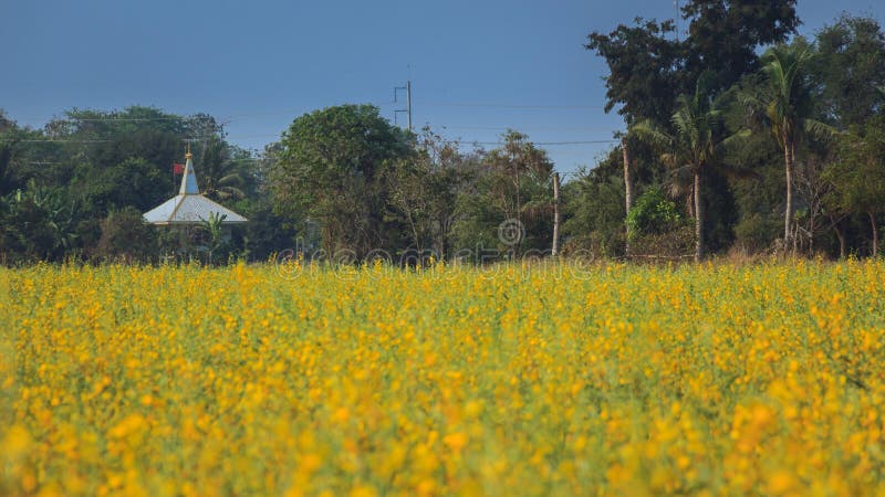 Yellow Flowers in the Field and a Cottage. Stock Image - Image of ...