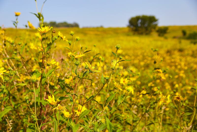 Yellow Flowers in Field of Flowers Stock Photo - Image of rural ...