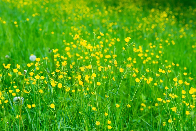 Yellow flowers field stock photo. Image of bloom, meadow - 280003200