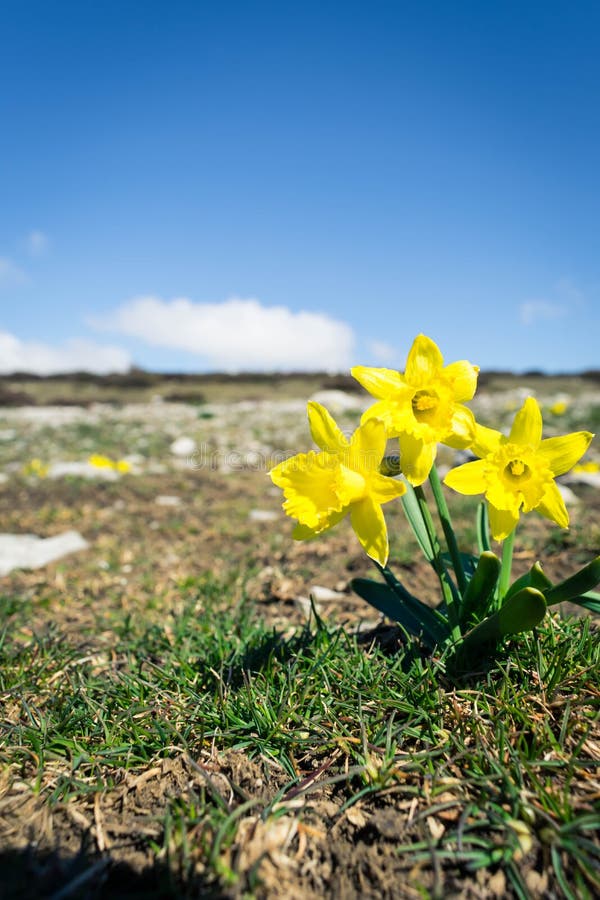 Yellow Flowers in the Field during a Spring Day Stock Image - Image of ...