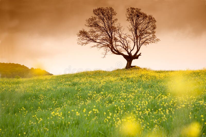 Yellow Flowers Field and Tree Stock Image - Image of flowers, summer ...
