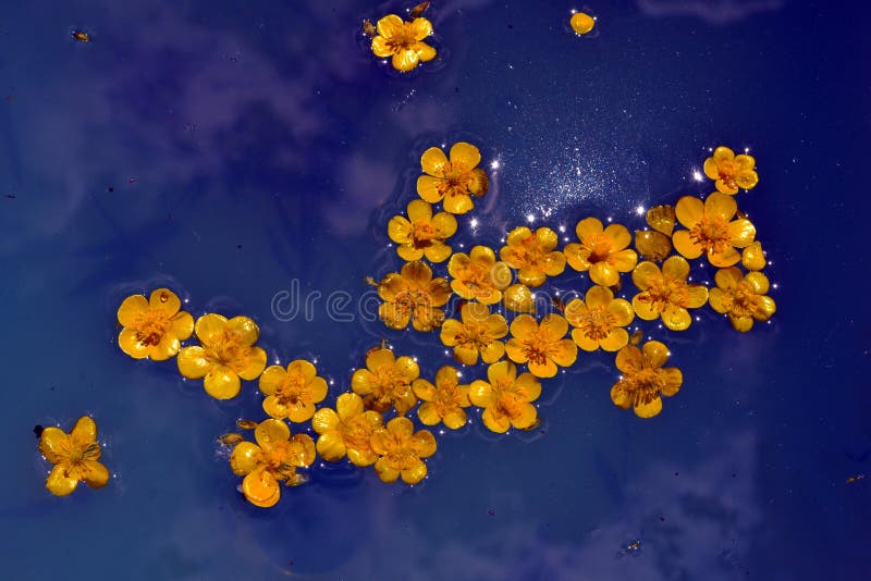 Yellow Flowers Floating on Water with Sparks Stock Image - Image of ...