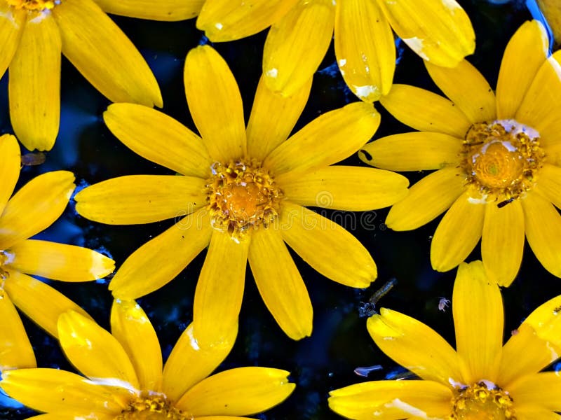 The Yellow Flowers Floating on the Fower in Bagan Stock Photo - Image ...