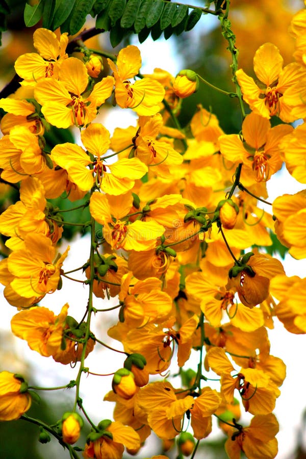 Yellow Flowers stock image. Image of tropical, buds, nature - 84689565