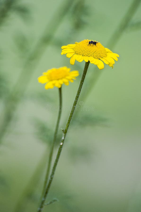 Yellow flowers with a fly stock image. Image of paris - 209532219