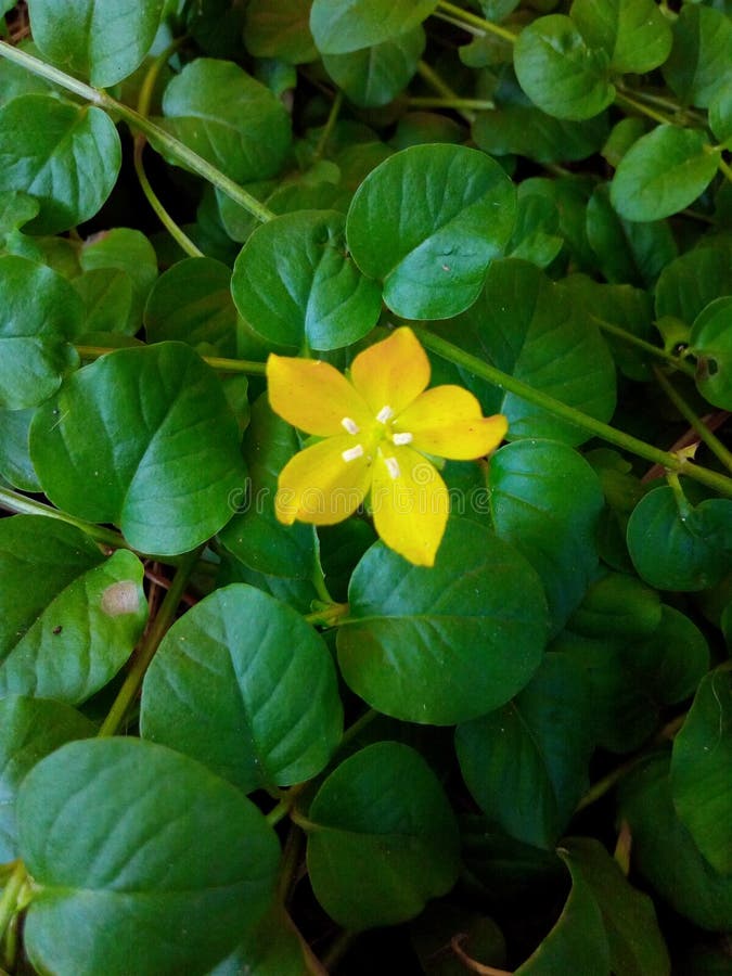 Yellow Flowers in the Forest on a Green Meadow Stock Image - Image of ...
