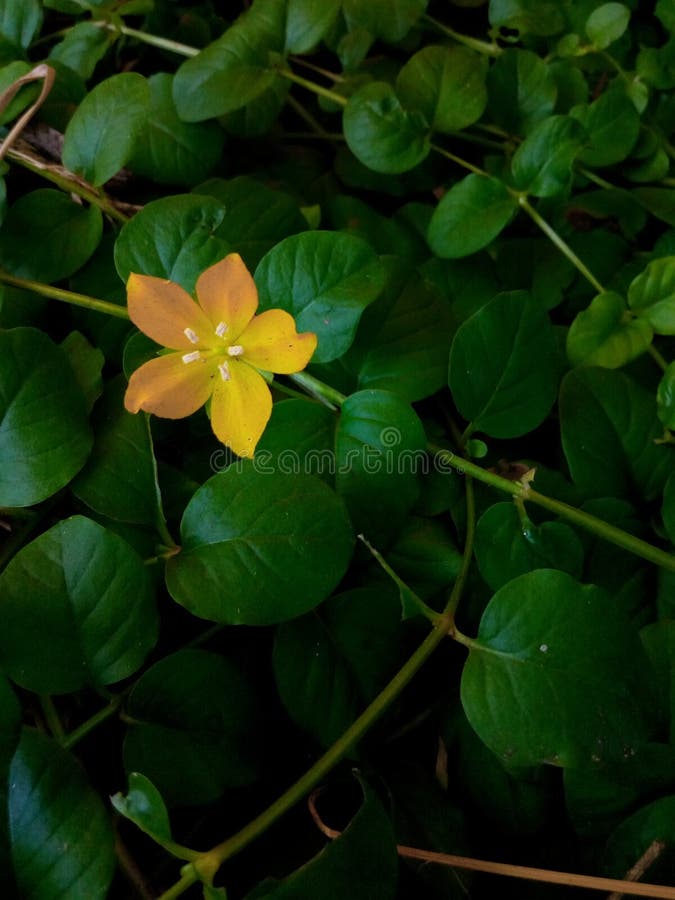 Yellow Flowers in the Forest on a Green Meadow Stock Photo - Image of ...
