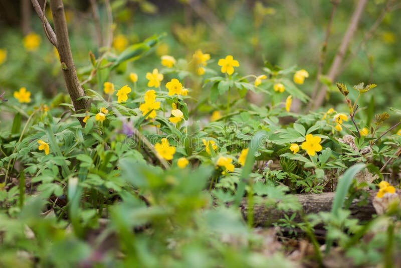 Yellow Flowers in the Forest Stock Photo - Image of plant, green: 148647006
