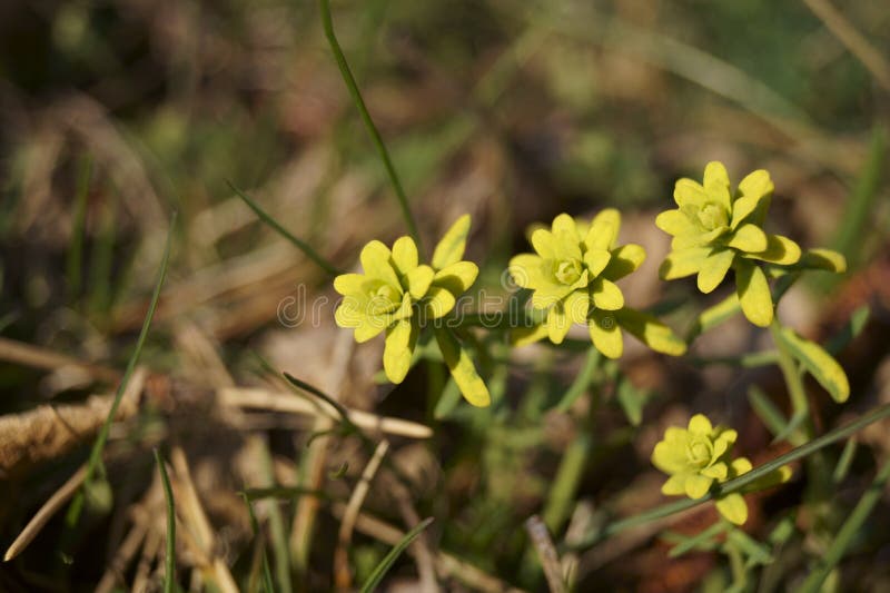 Yellow Flowers in the Forest Stock Photo - Image of spring, grace ...