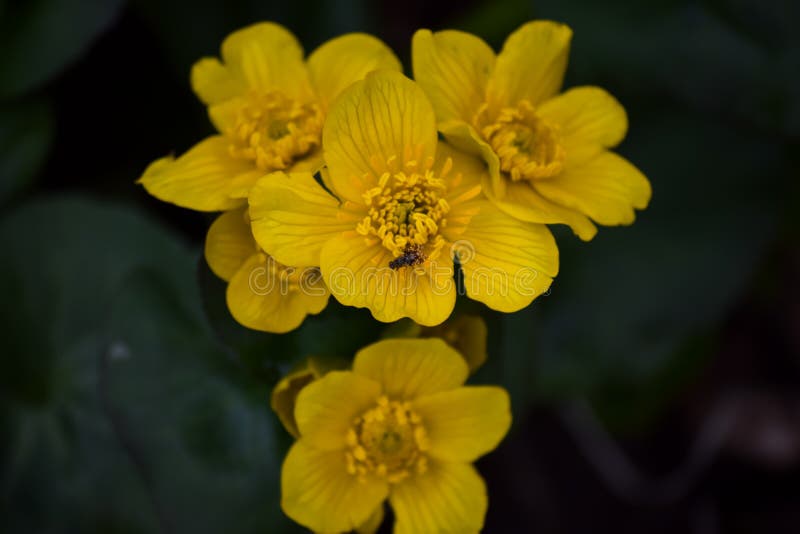 Yellow flowers stock photo. Image of macro, delicate - 91077320