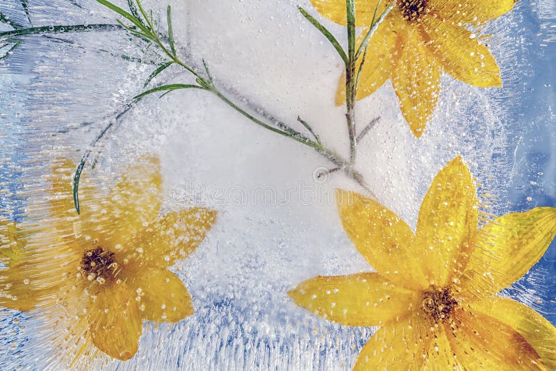 Yellow Flowers Frozen in Ice. Stock Photo - Image of cubes, crackle ...