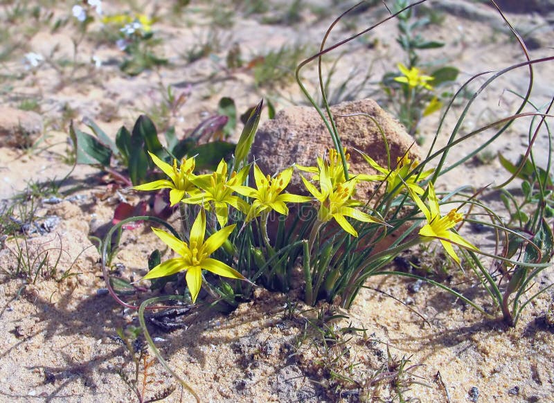 Yellow flowers gagea stock image. Image of desert, yellow - 64599199