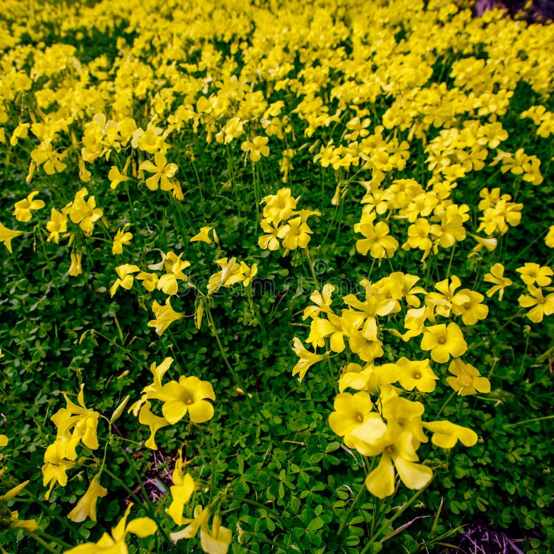 Yellow Flowers in the Garden Stock Image - Image of scene, flora: 85719213